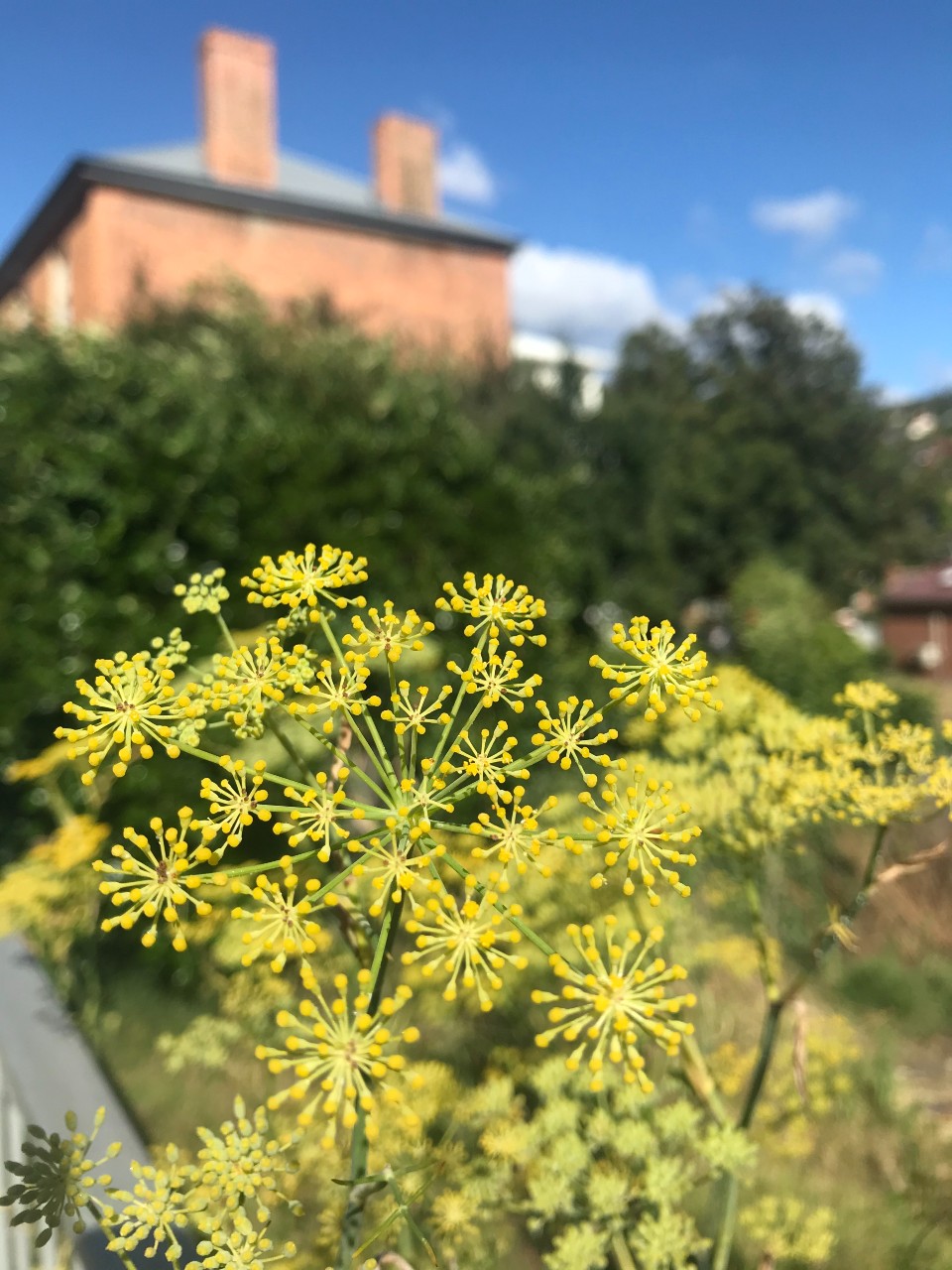 How To Identify Useful Local Weeds - The Hobart / Launceston Magazine